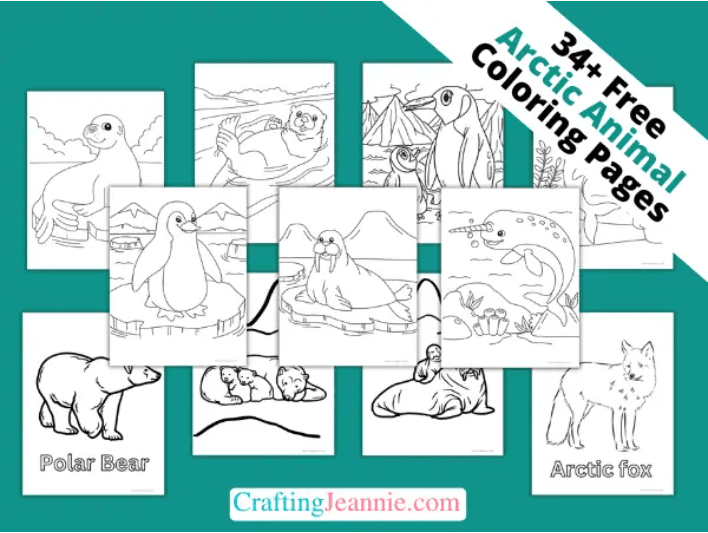 34+ Arctic Animal Coloring Pages (Free PDF)